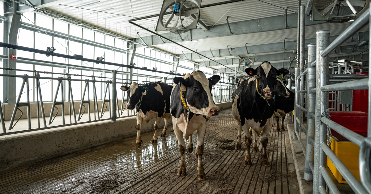 Cows ‘moo-ve’ into new facility | MSUToday | Michigan State University