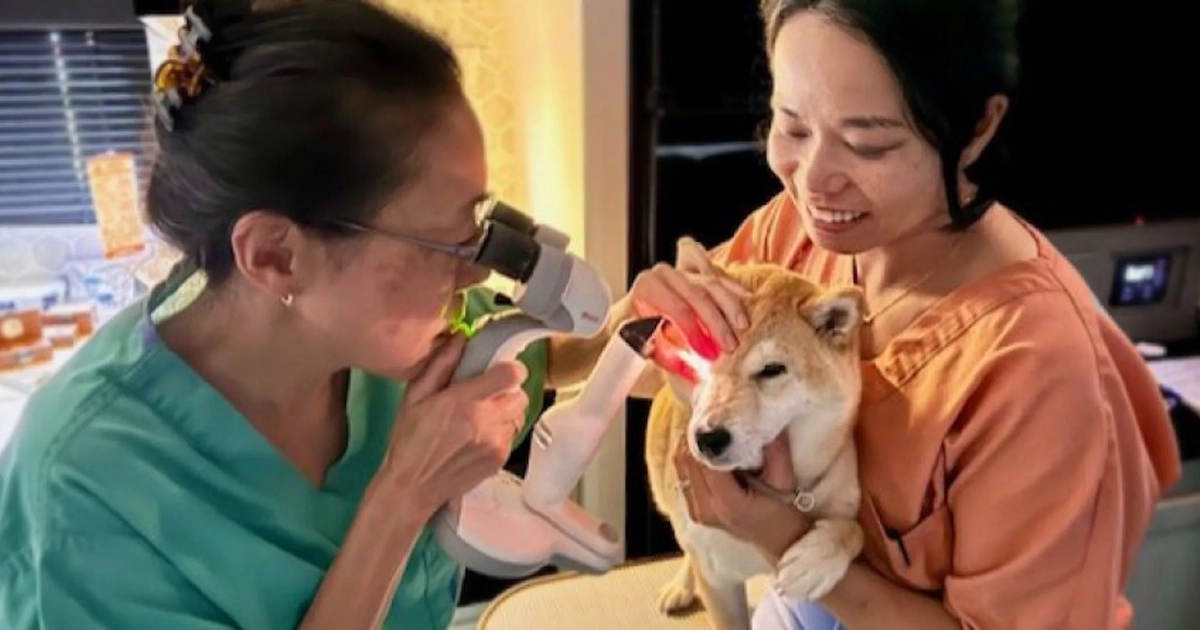 Ask the expert: How new research protects vision of Shiba Inus ...