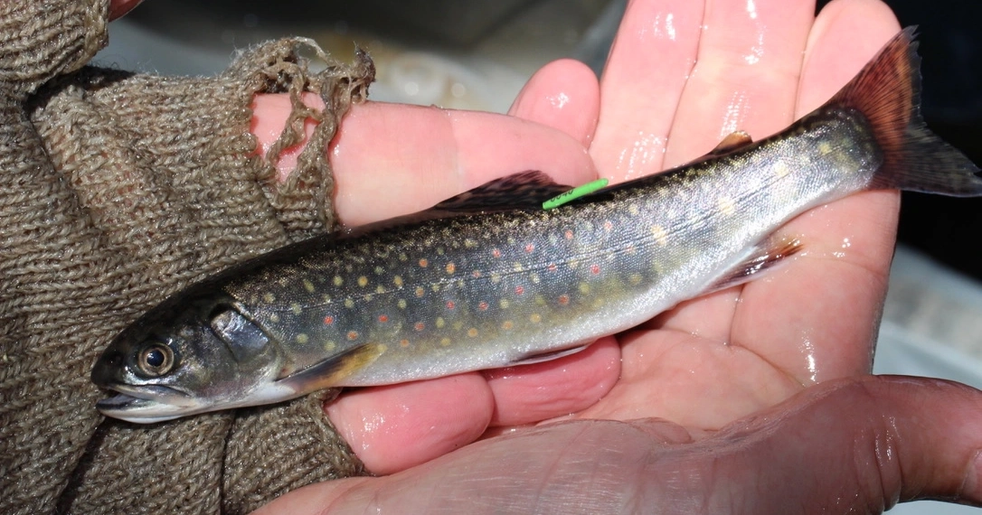 Genetics tip the scales for trout in a warming world | MSUToday ...