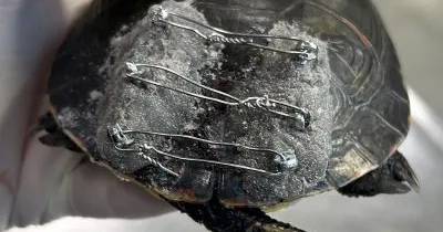 A shell-shocking coincidence | MSUToday | Michigan State University